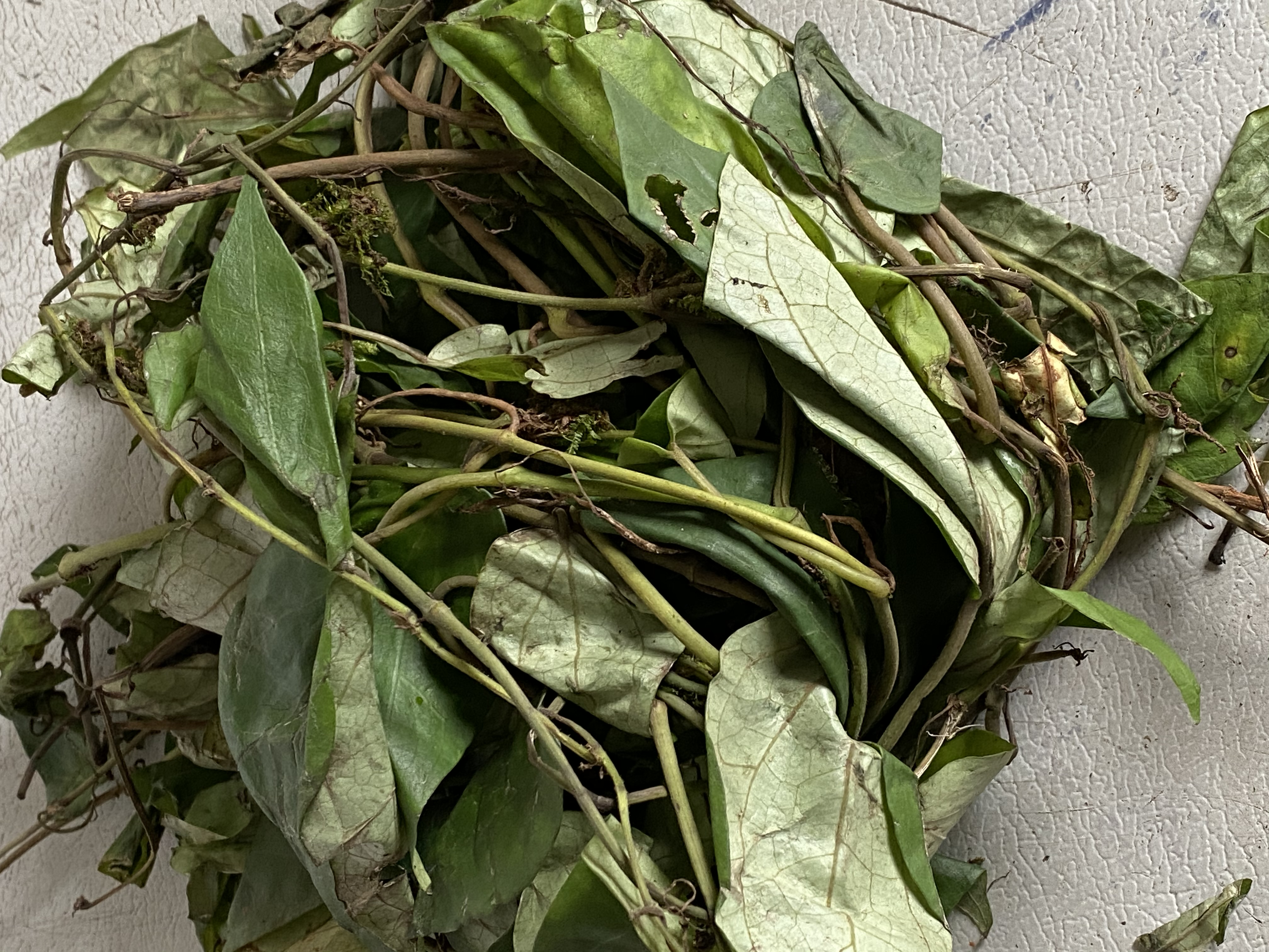 Uziza Leaf
